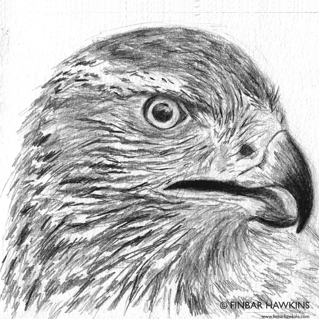 ART – FINBAR HAWKINS